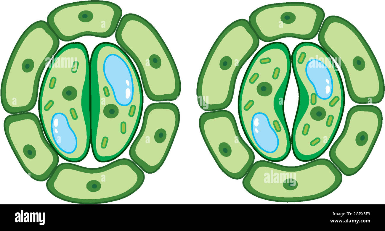 Plant cells microscopic hi-res stock photography and images - Alamy