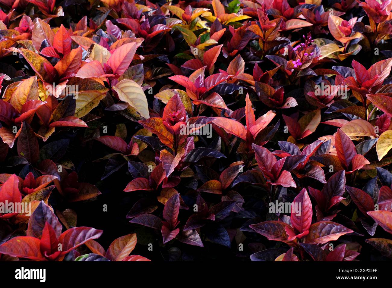 abstract backdrop or Yellow Red leaves texture background, monsoon mood ...