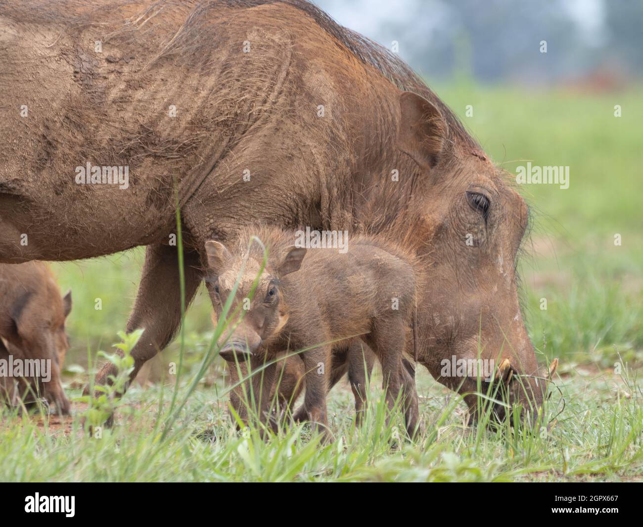 Closeup shot of a mother warthog with its babies captured in South ...