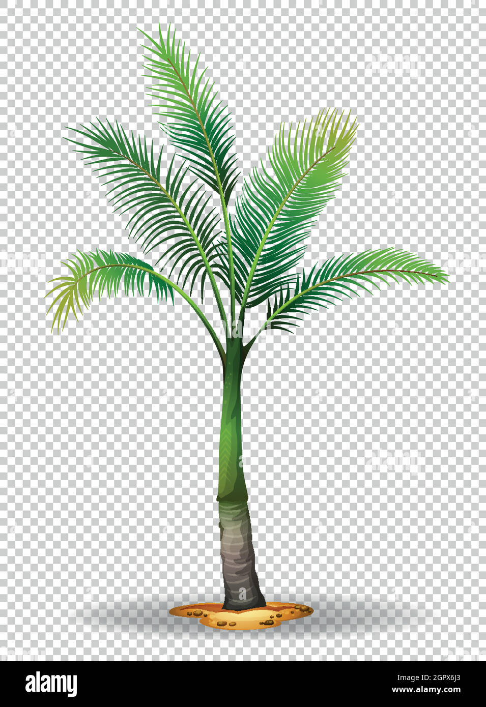 Palm tree on transparent background Stock Vector Image & Art - Alamy