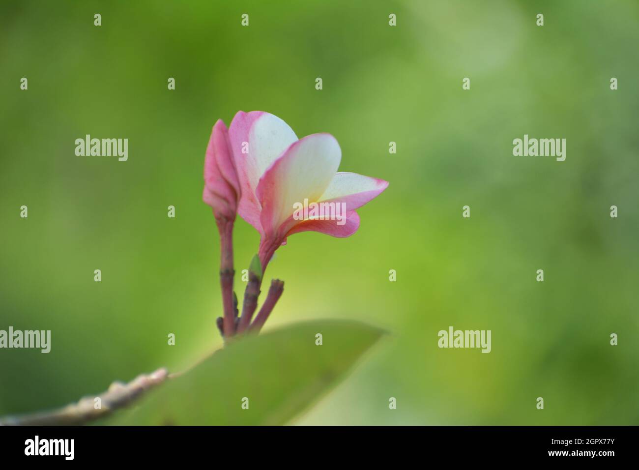 Pink kath golap flower hi-res stock photography and images - Alamy