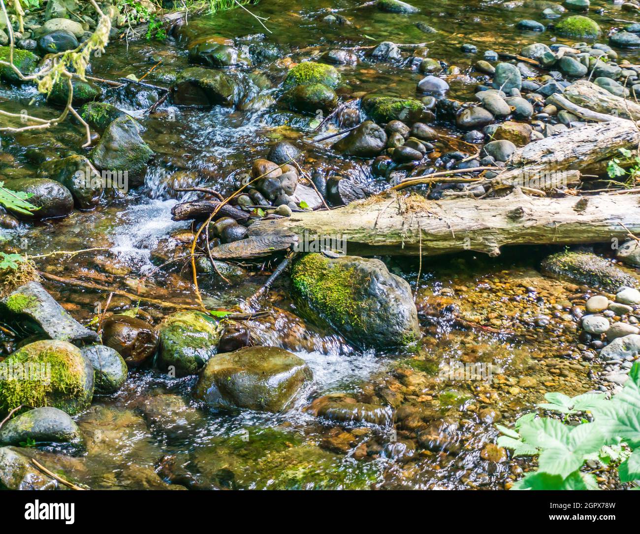 A stream at Flaming Geyser State Park in Washington State Stock Photo ...