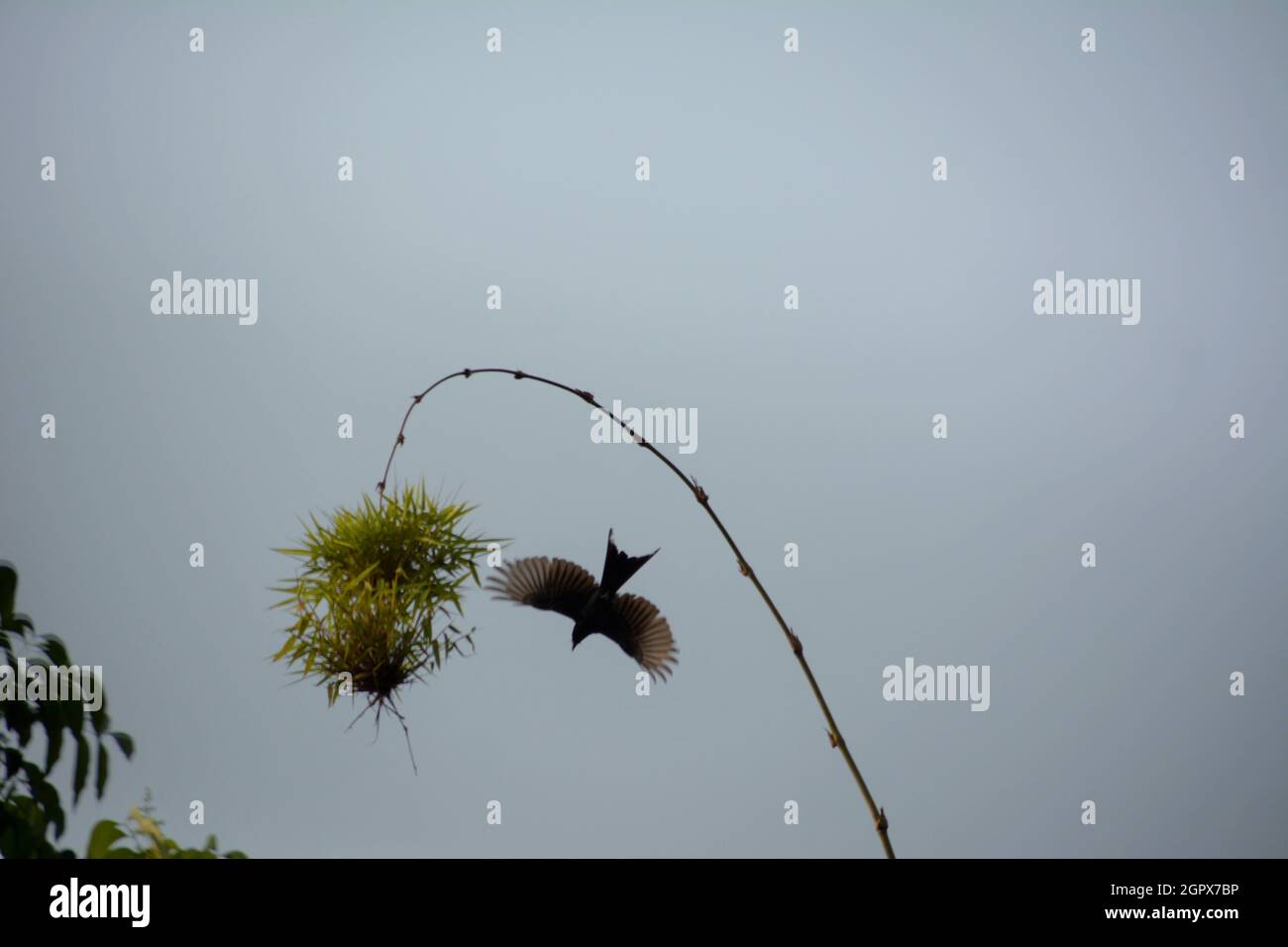 Lokkhi pecha hi-res stock photography and images - Alamy