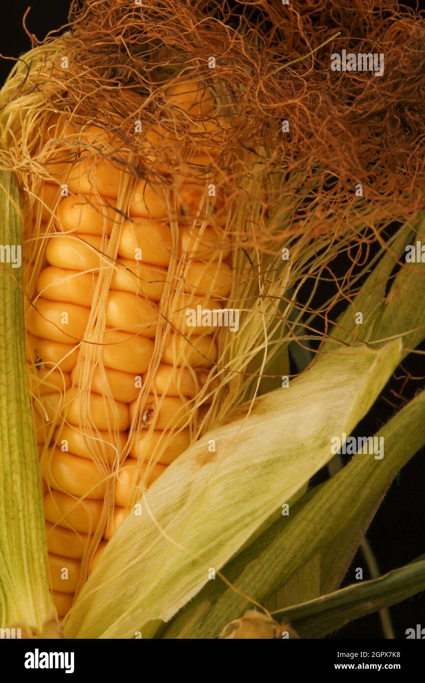 Close up food still life of Sweetcorn cob in close-up against a plain ...