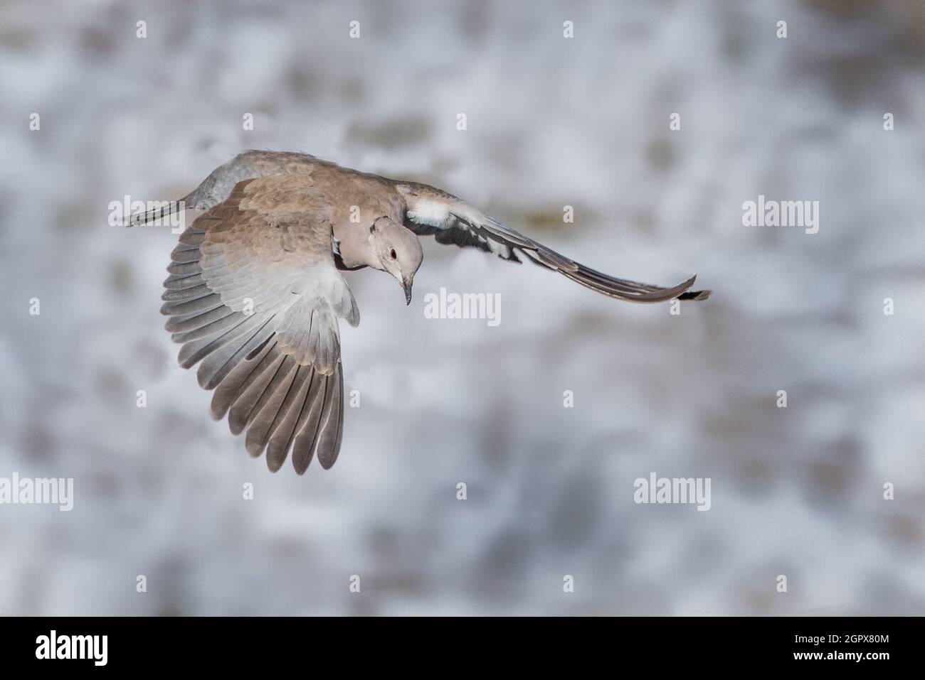 Wings part open hi-res stock photography and images - Alamy