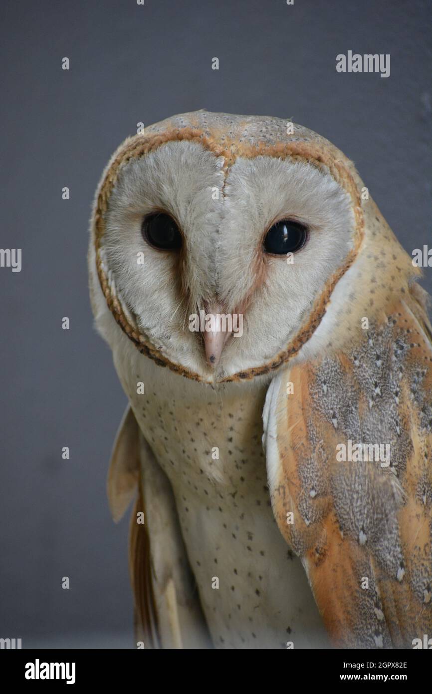 Lokkhi pecha hi-res stock photography and images - Alamy