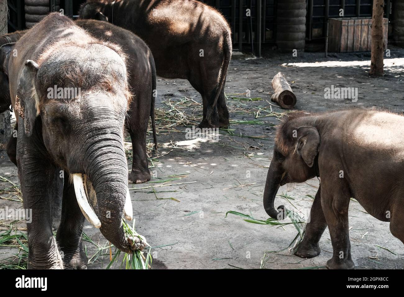 Surabaya zoo indonesia hi-res stock photography and images - Alamy