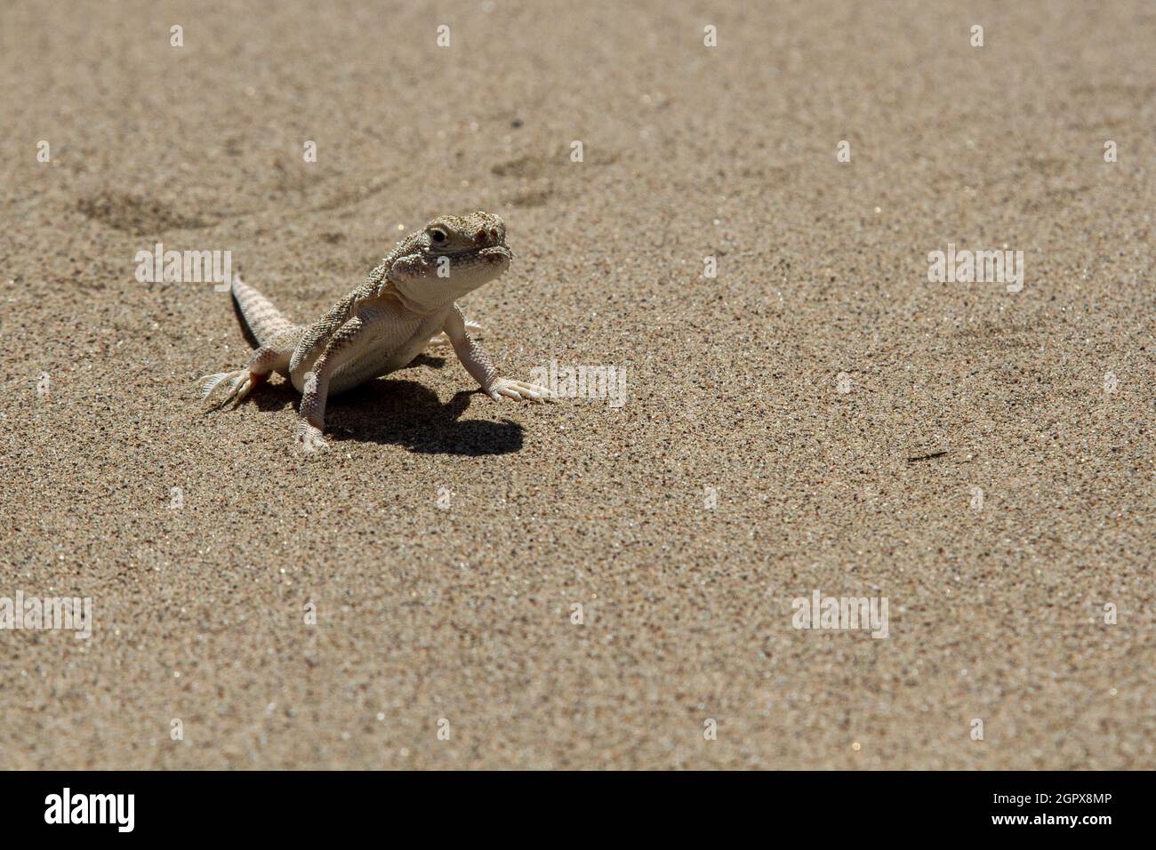 Lizard in a desert on a background of sand looks into the lens Stock ...