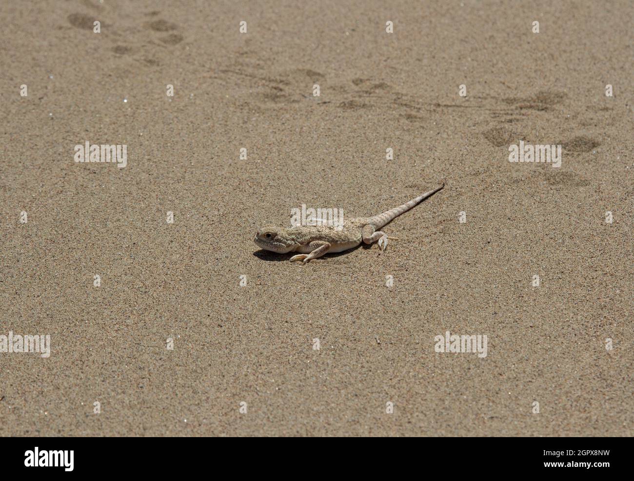 Lizard legs hi-res stock photography and images - Alamy