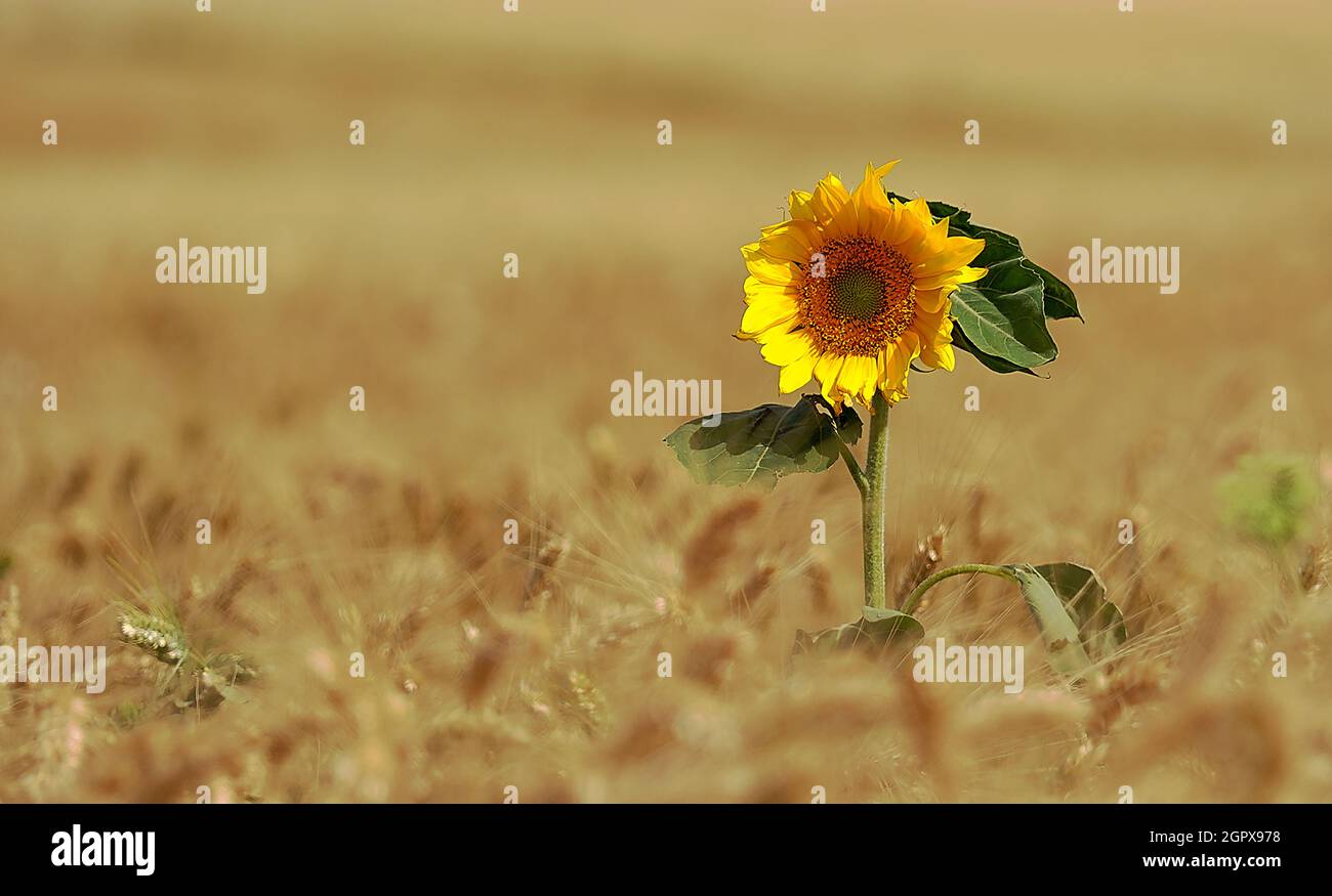 Sunflower is lonely but always facing the sun Stock Photo - Alamy