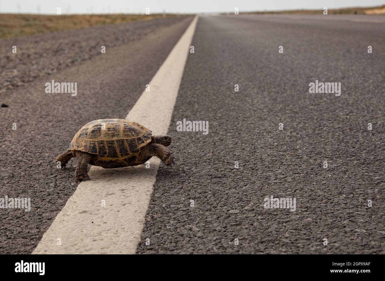 Turtle risking its life crossing the highway Stock Photo - Alamy