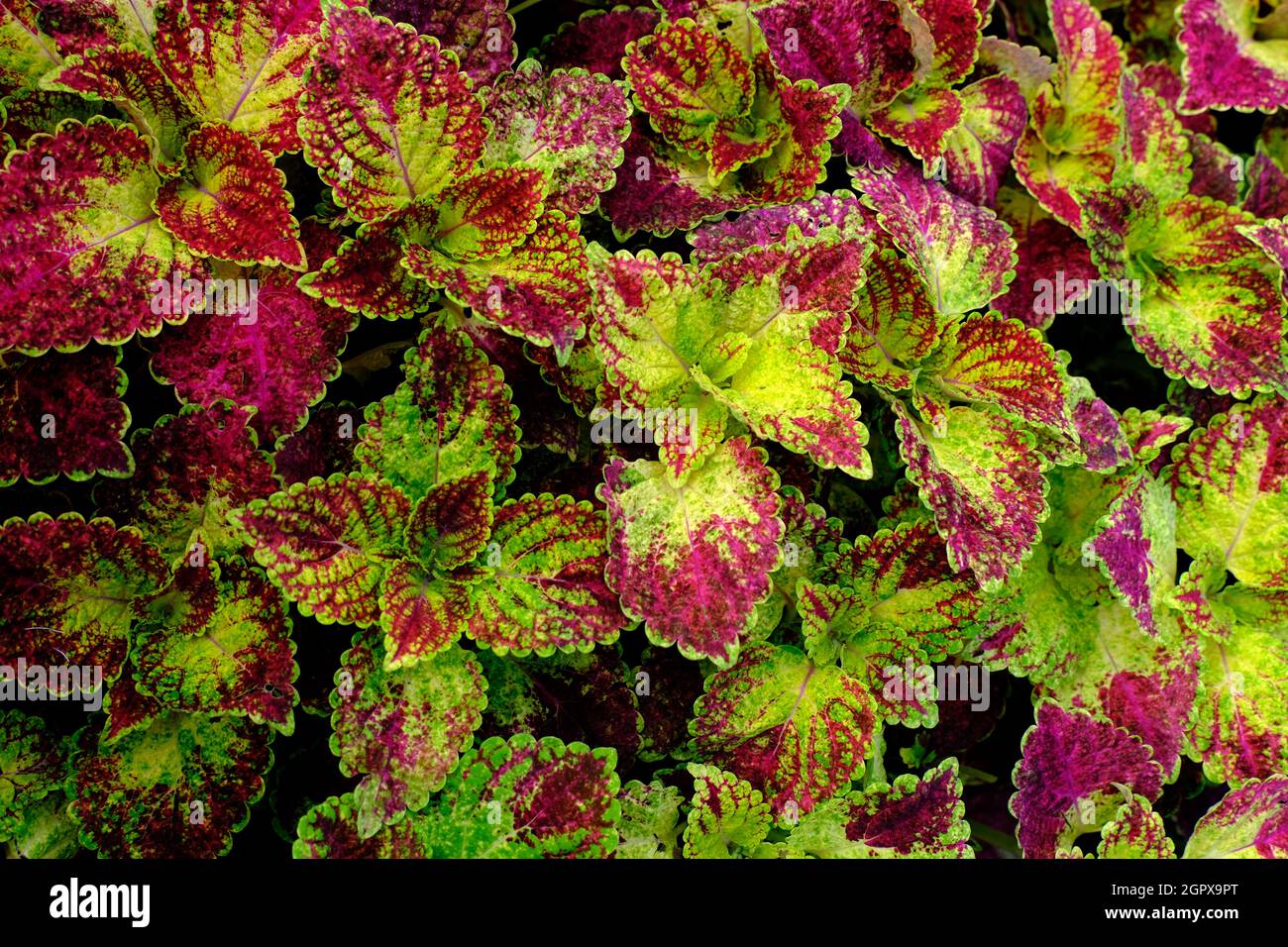 abstract backdrop or Red Green leaves texture background, monsoon mood ...