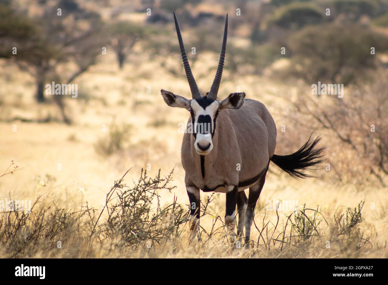 Springbok in the shade hi-res stock photography and images - Alamy