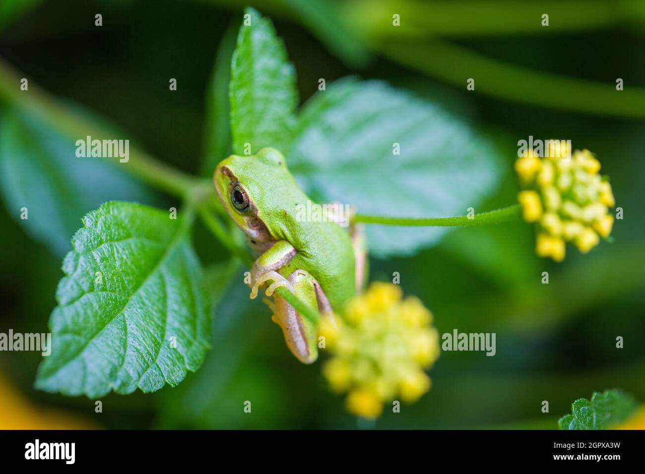 Japanese tree frog hi-res stock photography and images - Alamy
