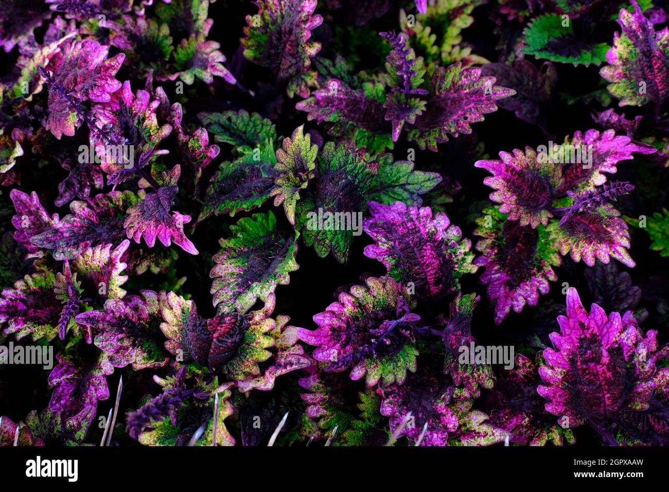 abstract backdrop or Purple leaves texture background, monsoon mood ...