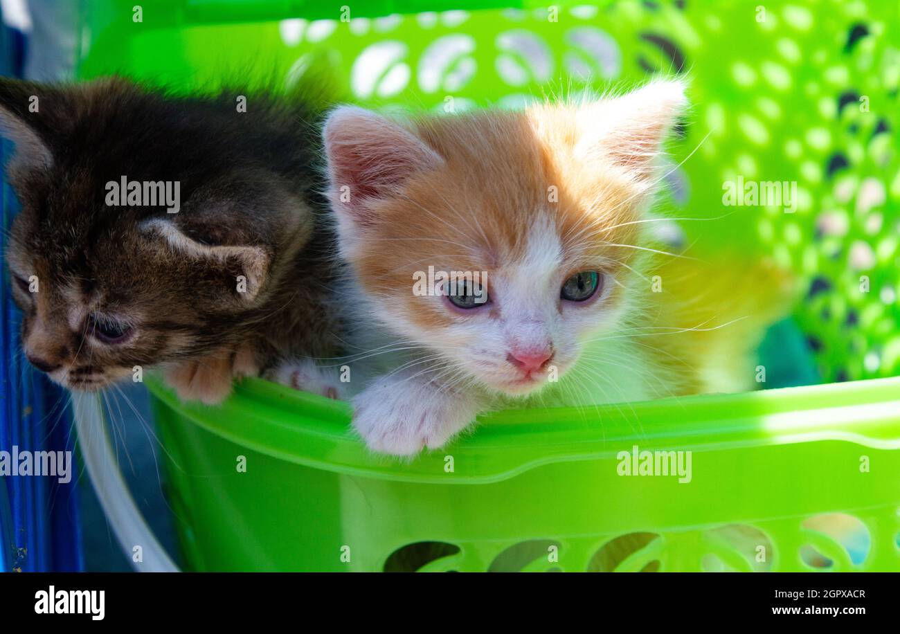 Sad kittens in a carrier waiting for a new owner Stock Photo - Alamy