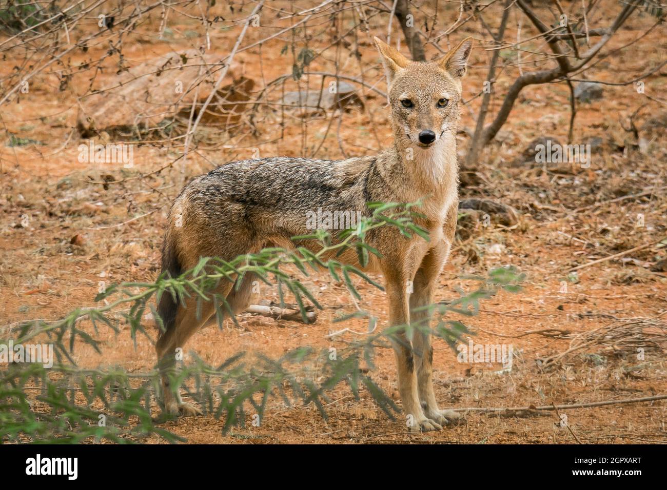 Chasing its prey hi-res stock photography and images - Alamy
