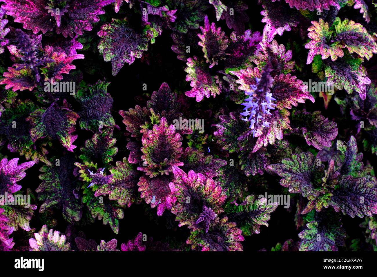 abstract backdrop or Purple leaves texture background, monsoon mood ...