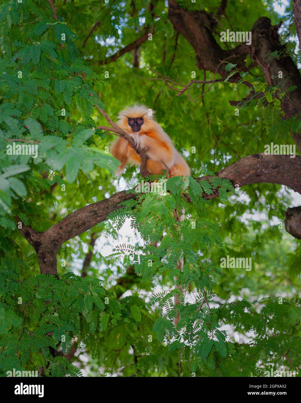 Golden langur monkey assam hi-res stock photography and images - Alamy