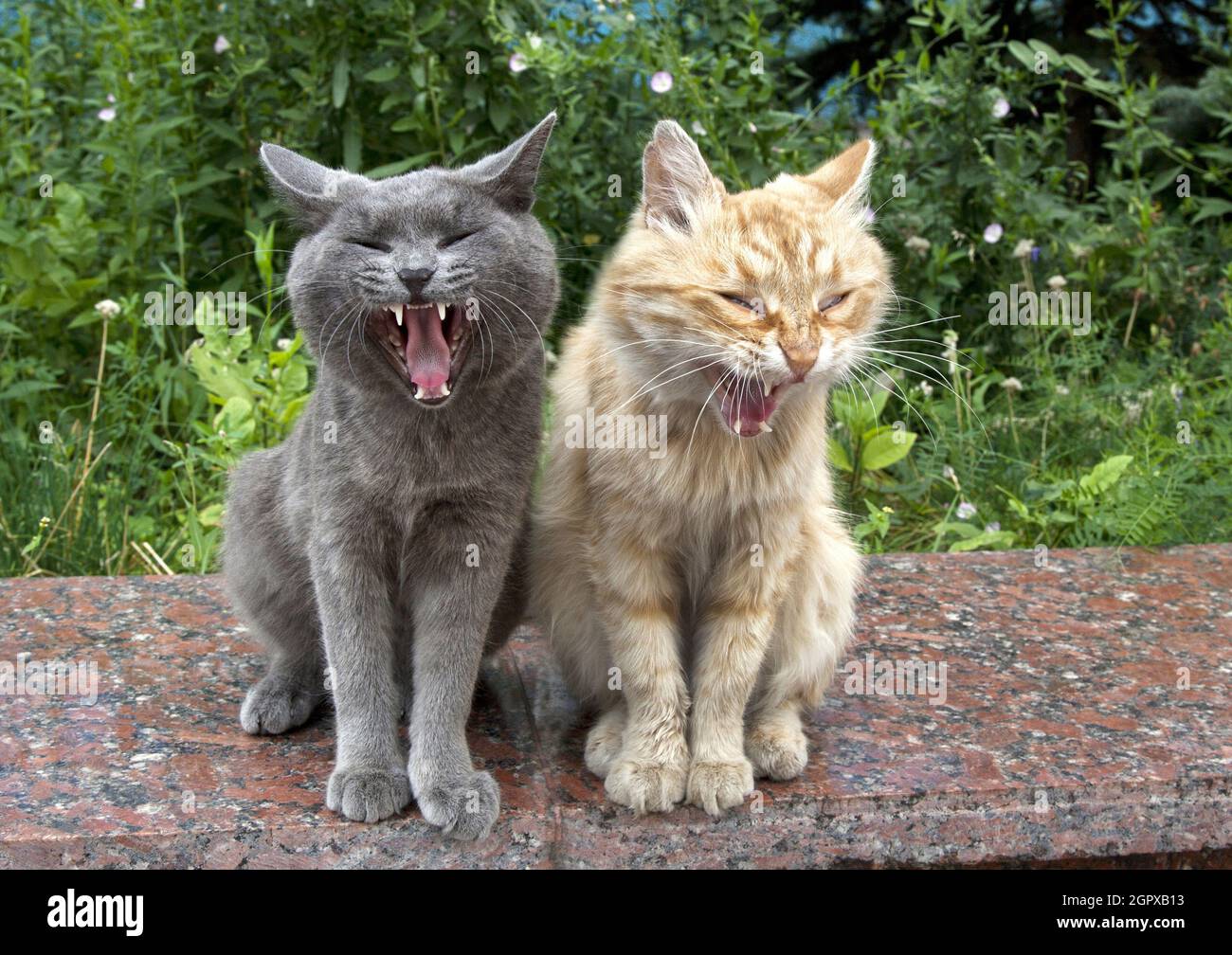 Two cats different colors hi-res stock photography and images - Alamy