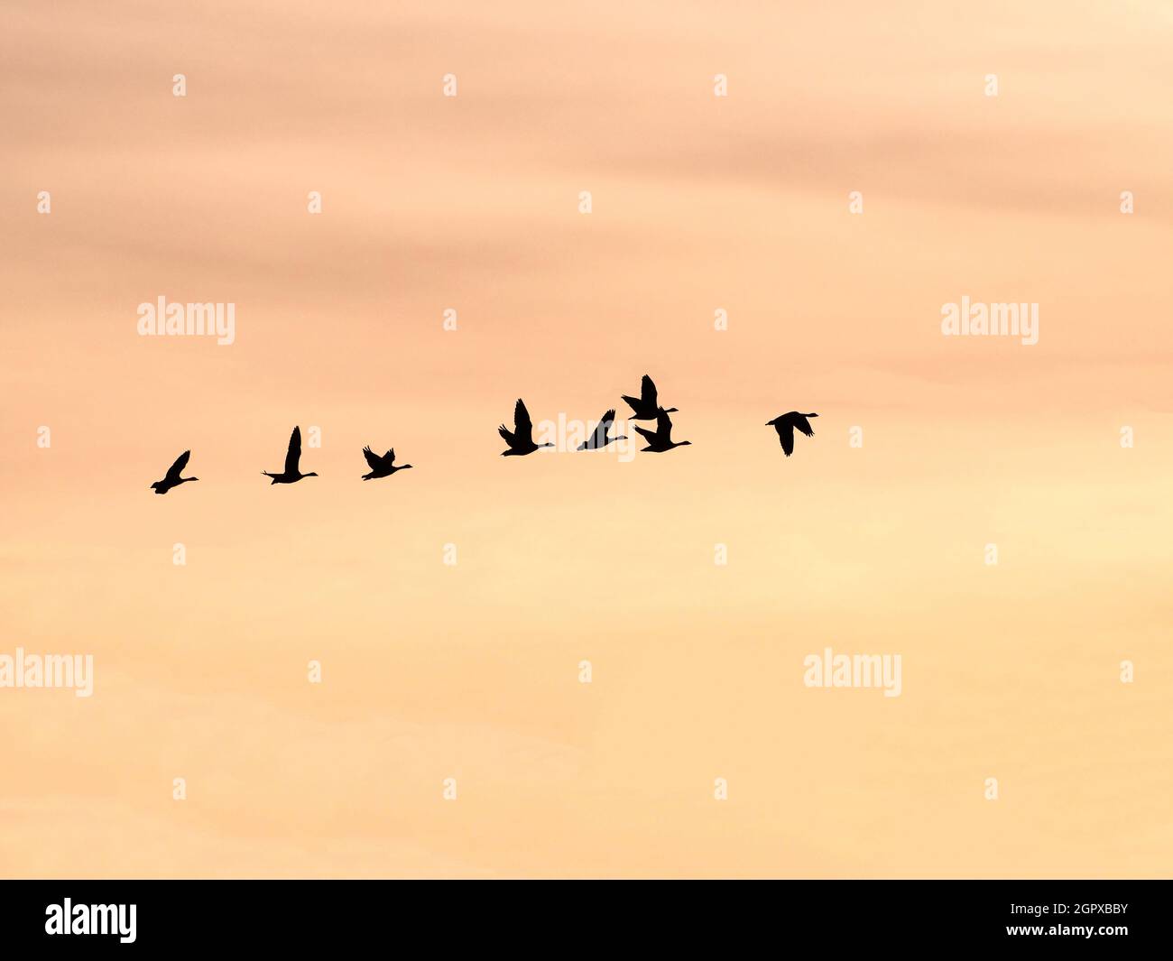 Understated colors hi-res stock photography and images - Alamy