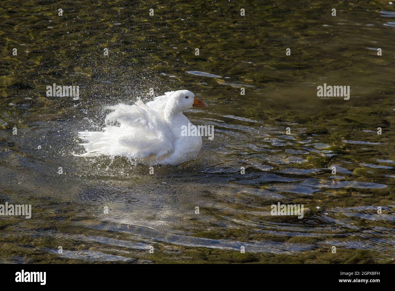 White duck swimming on the pond Stock Photo - Alamy