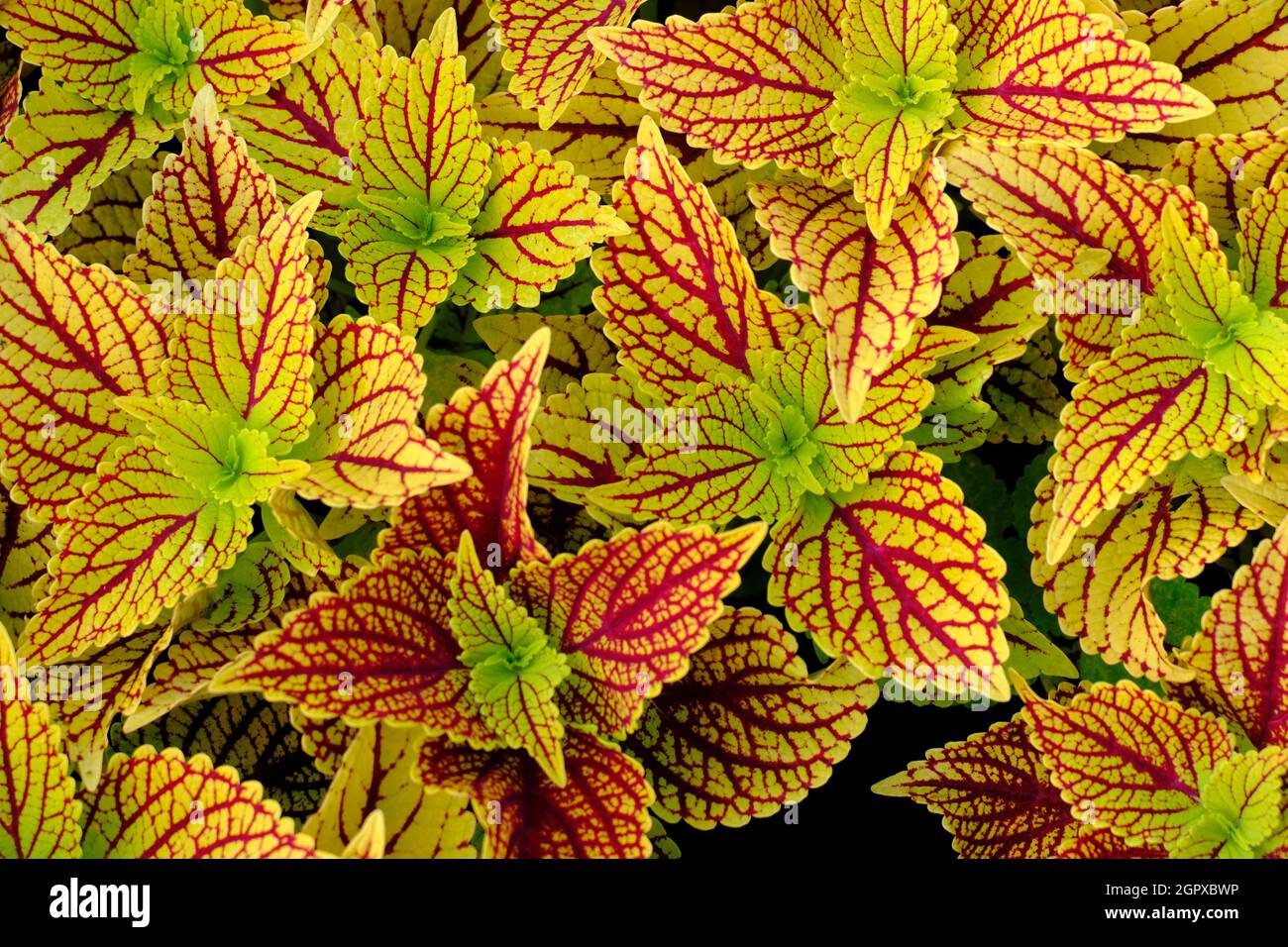 abstract backdrop or Yellow - Red leaves texture background, monsoon ...