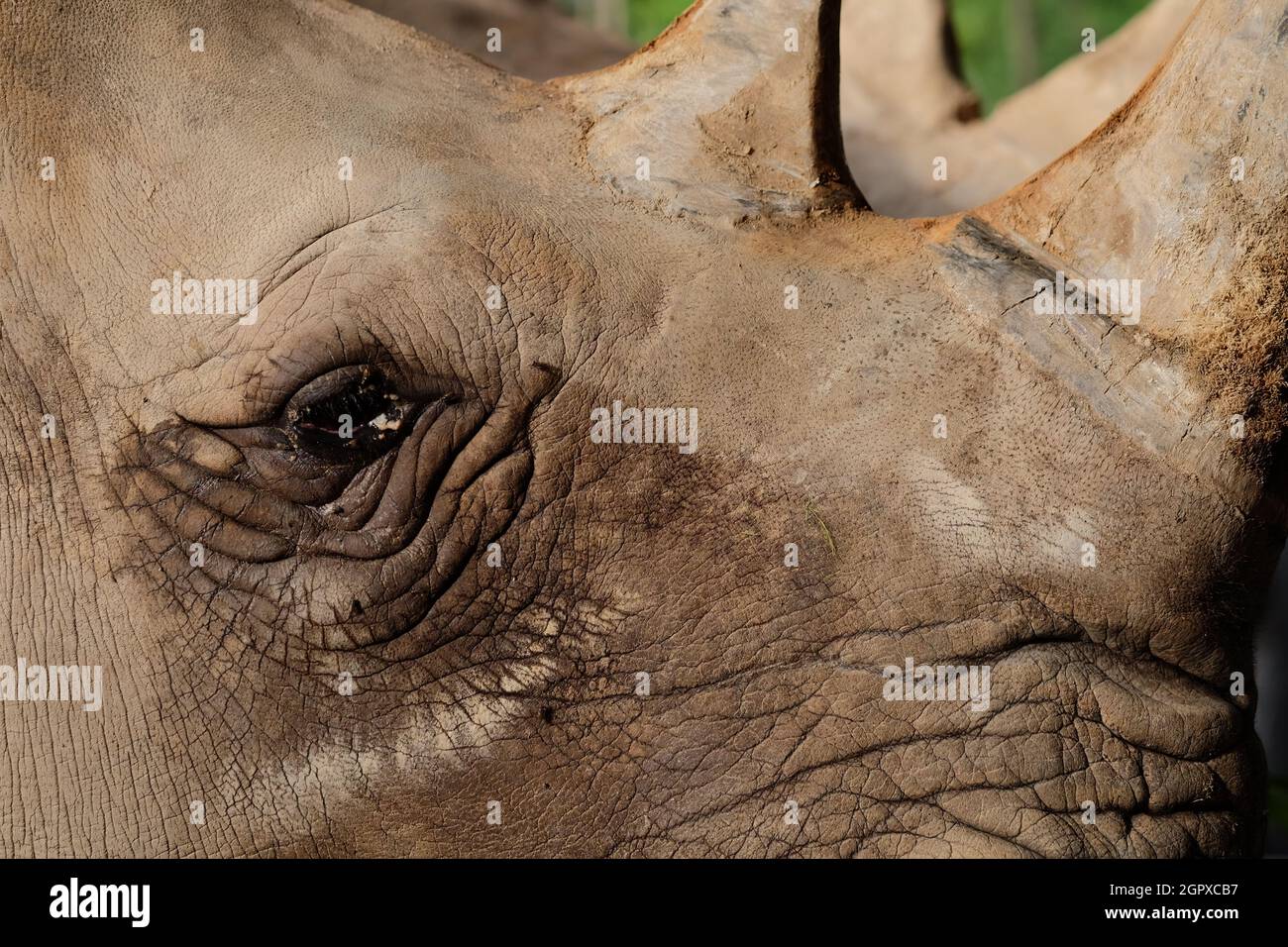 Rino skin hi-res stock photography and images - Alamy