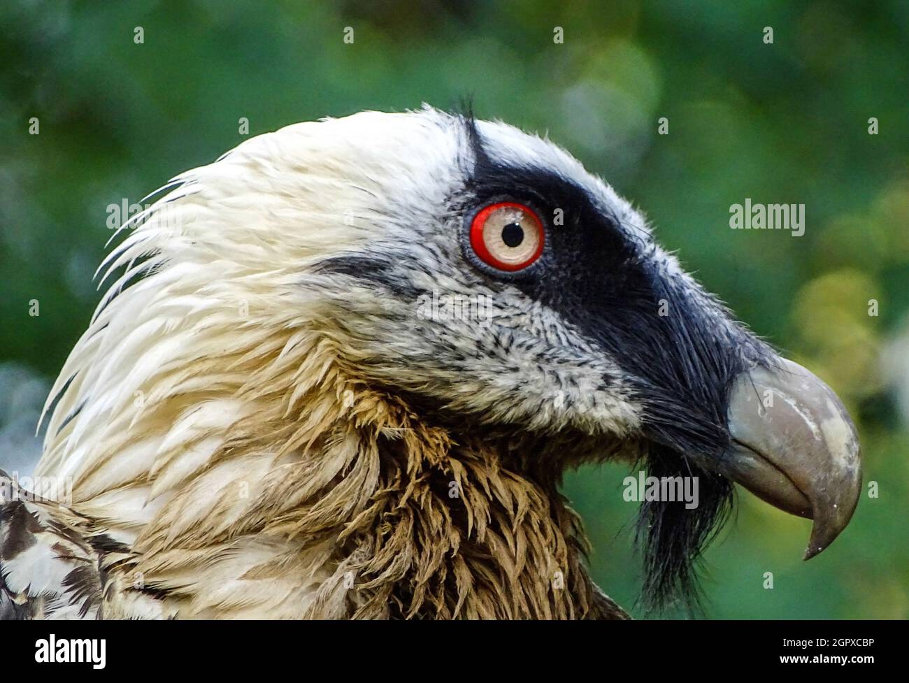 Owl bird head close up profile view hi-res stock photography and images ...
