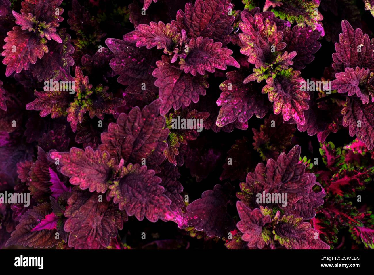 abstract backdrop or Purple leaves texture background, monsoon mood ...