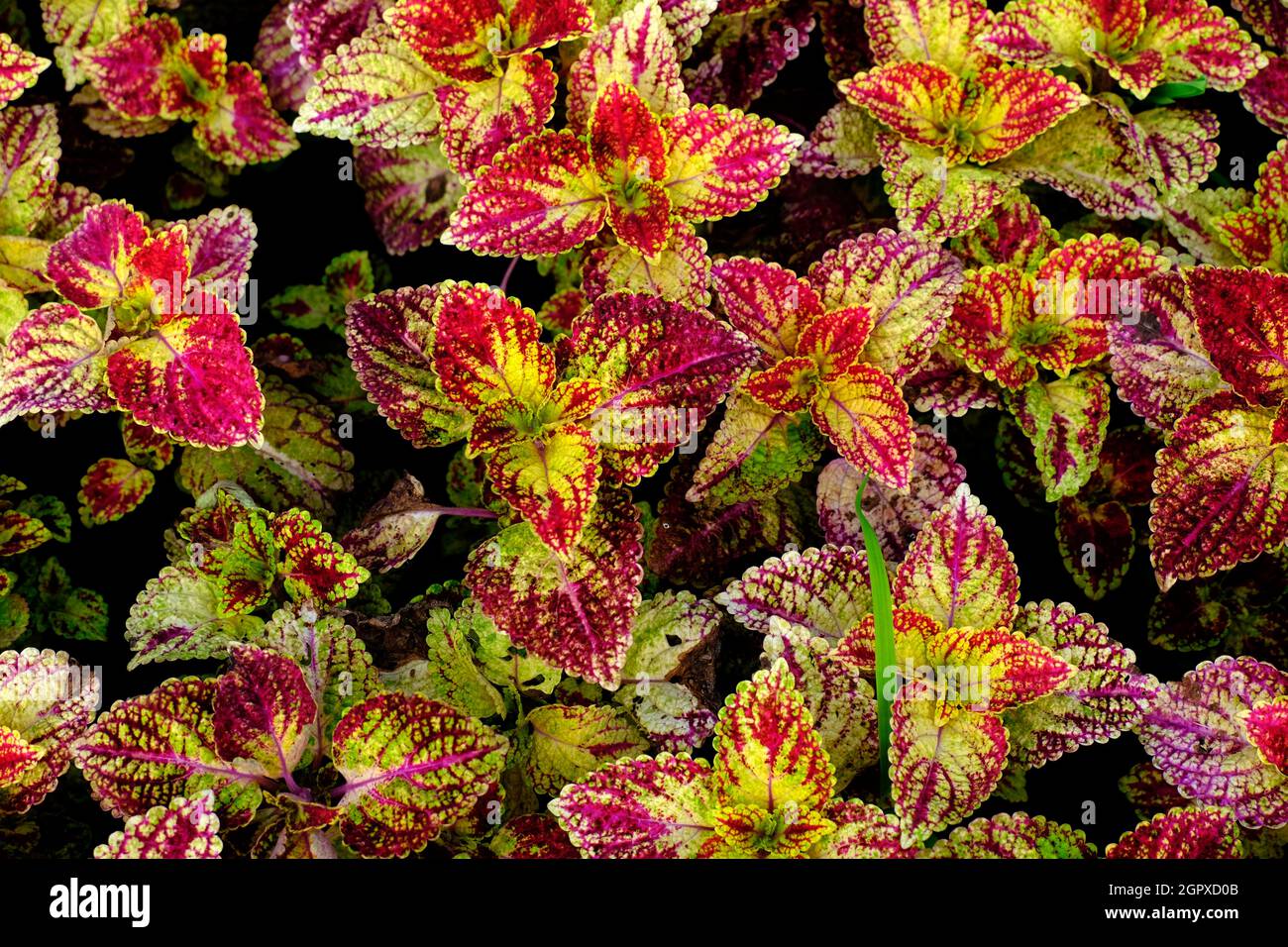 abstract backdrop or Yellow Red leaves texture background, monsoon mood ...