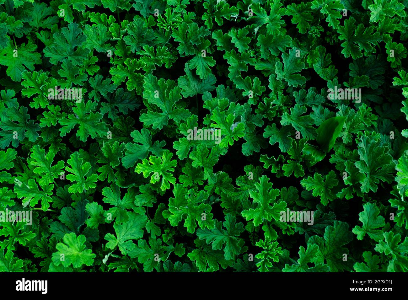 abstract backdrop or fresh green leaves texture background, monsoon ...