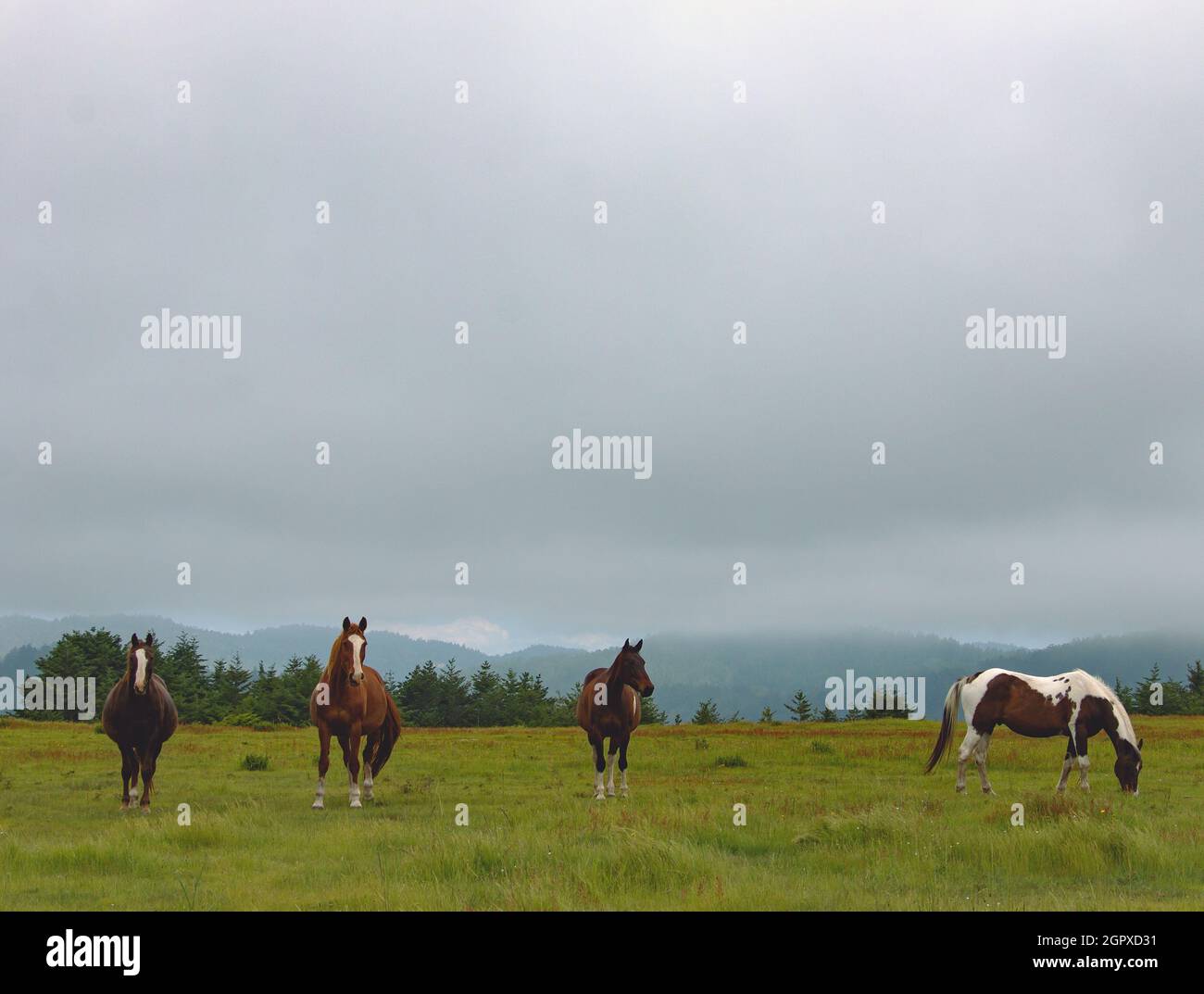 Horses In A Field Stock Photo - Alamy