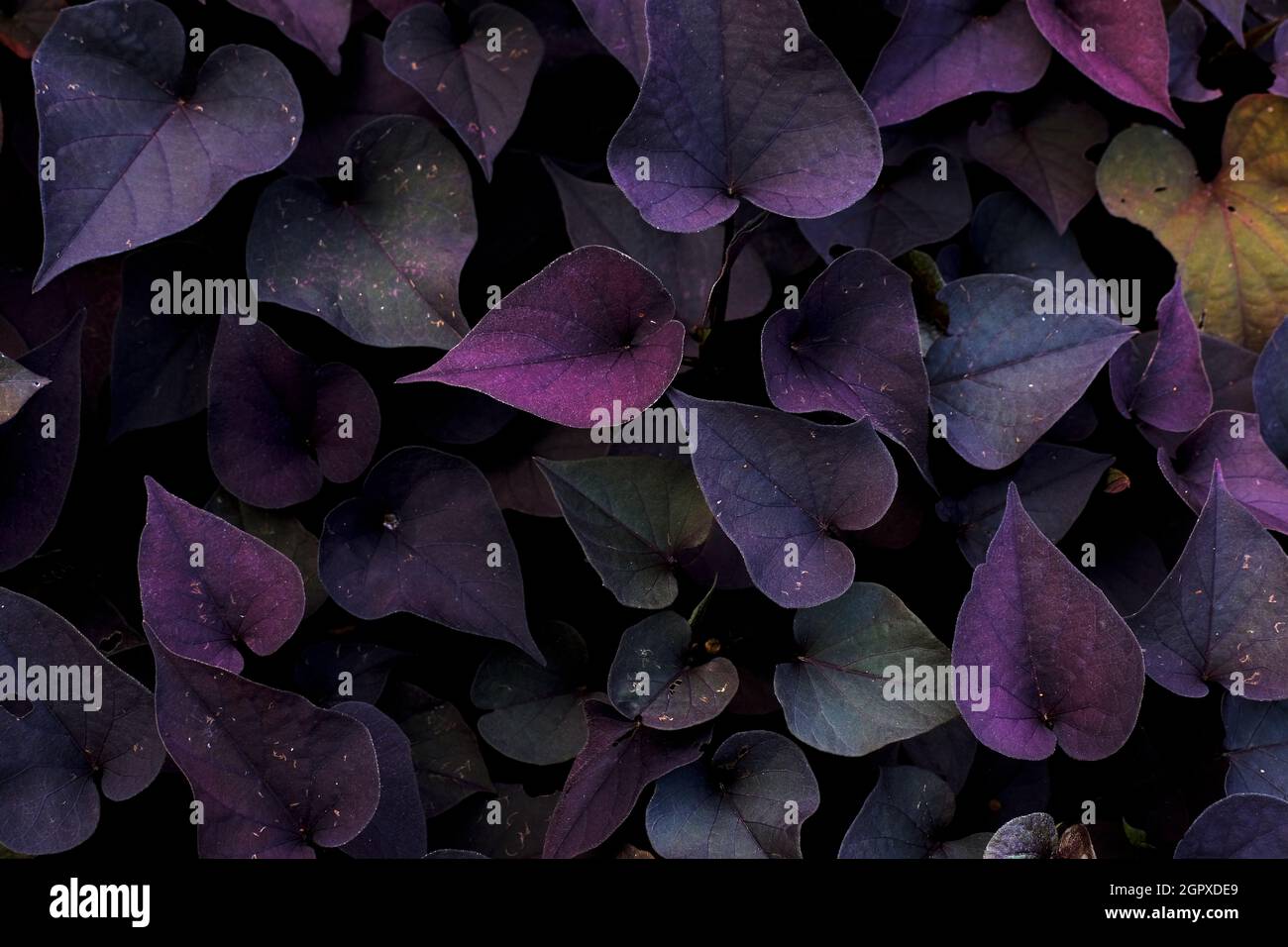 abstract backdrop or Purple leaves texture background, monsoon mood ...