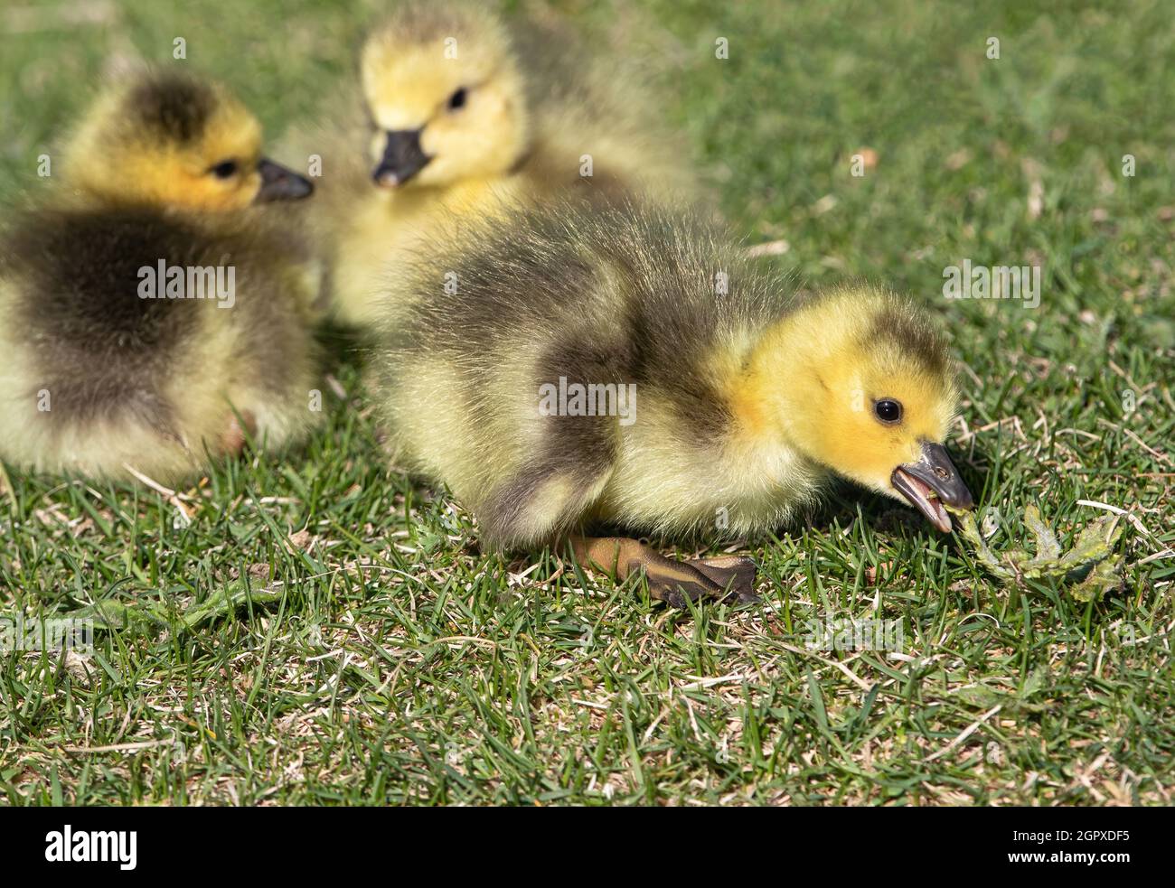 Baby discovery hi-res stock photography and images - Alamy