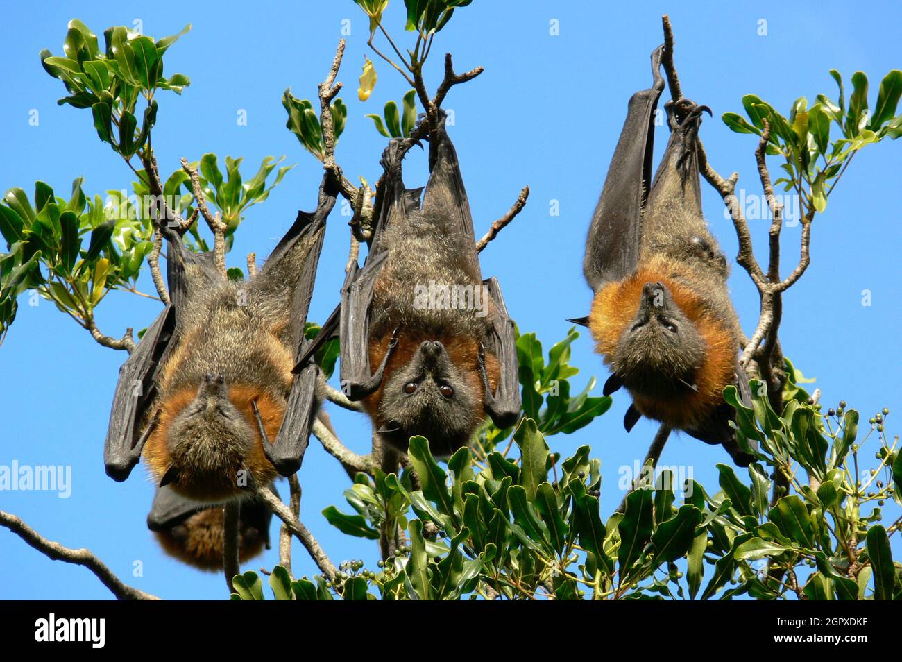 Flying fox bat eating hi-res stock photography and images - Alamy