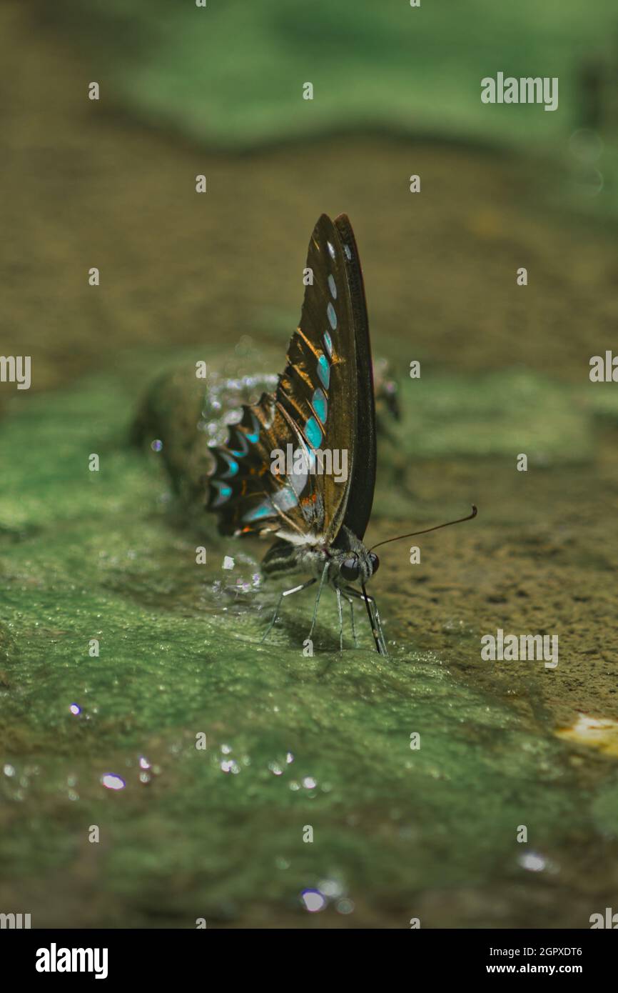 Asian moths hi-res stock photography and images - Alamy