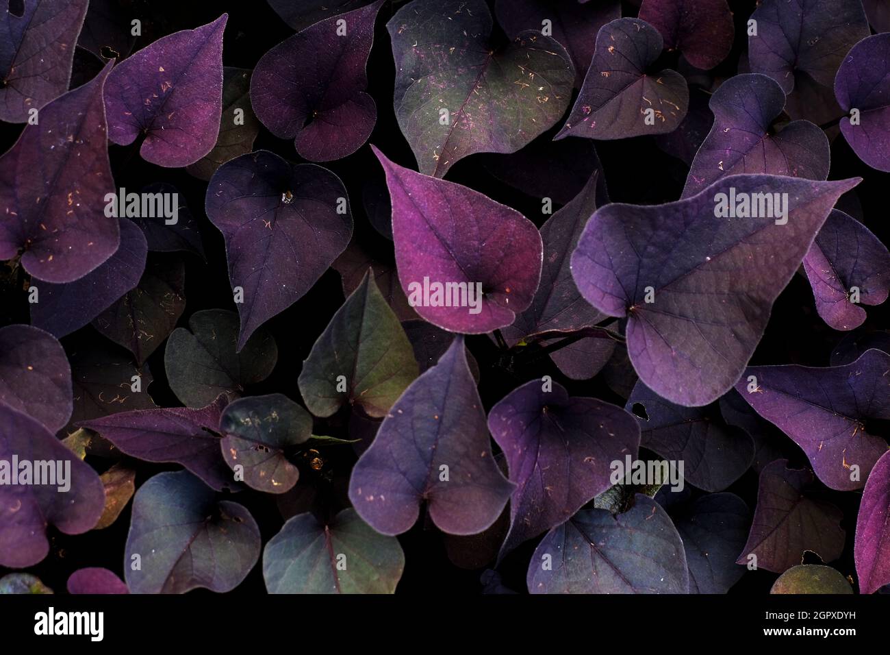 abstract backdrop or Purple leaves texture background, monsoon mood ...