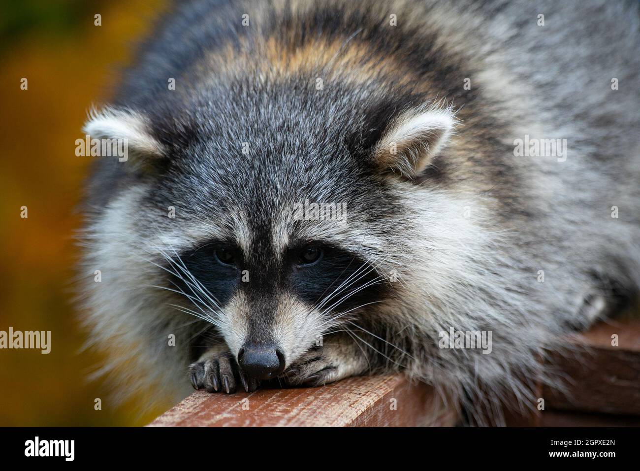 Raccoon snout hi-res stock photography and images - Alamy
