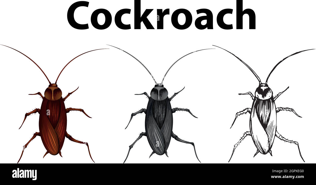Cockroach Stock Vector Images - Alamy