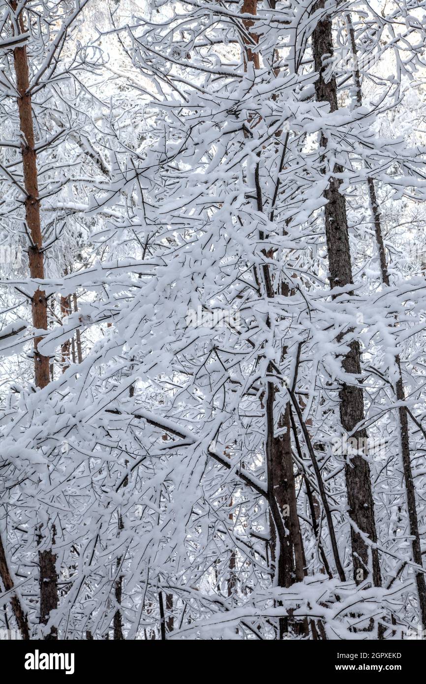 Vertical shot of a winter forest with many trees covered in snow Stock ...