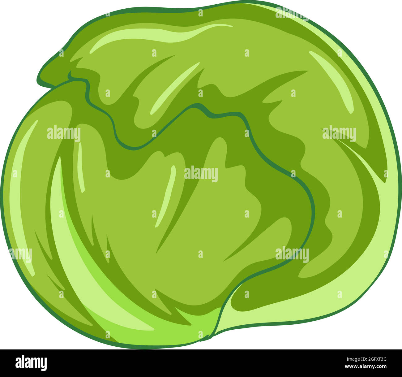 Green cabbage on white background Stock Vector Image & Art - Alamy