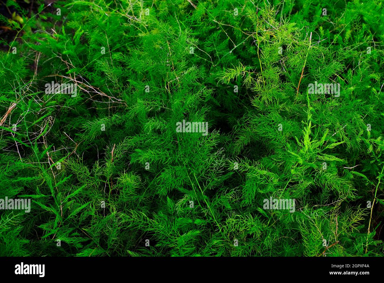 abstract backdrop or fresh green leaves texture background, monsoon ...