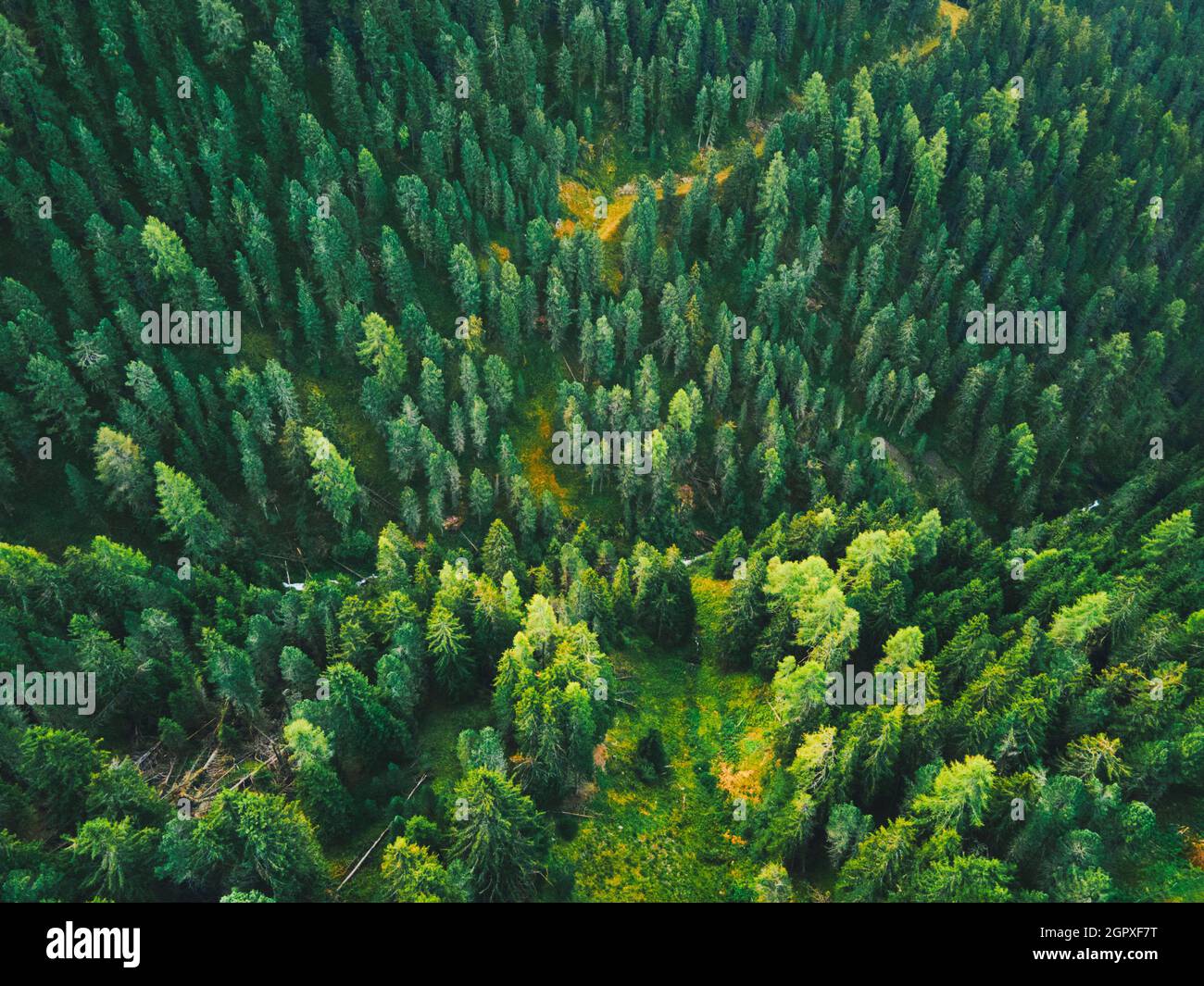 Vegetation in different levels hi-res stock photography and images - Alamy