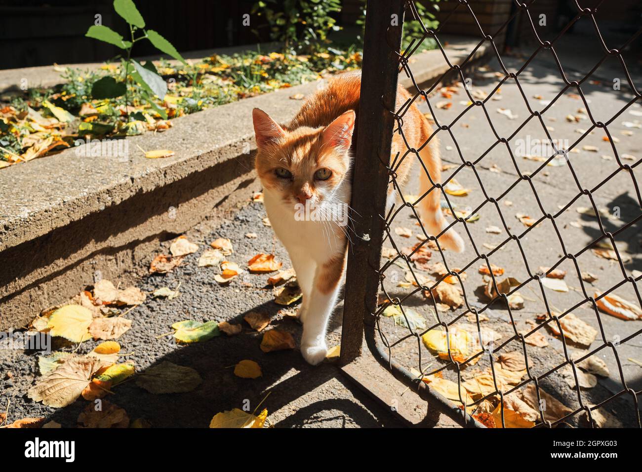 Cat saying hello hi-res stock photography and images - Alamy