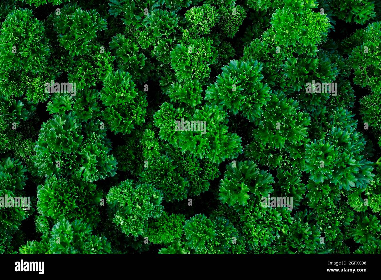 abstract backdrop or fresh green leaves texture background, monsoon ...
