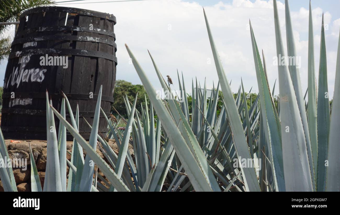 Jalisco blue agave hi-res stock photography and images - Alamy