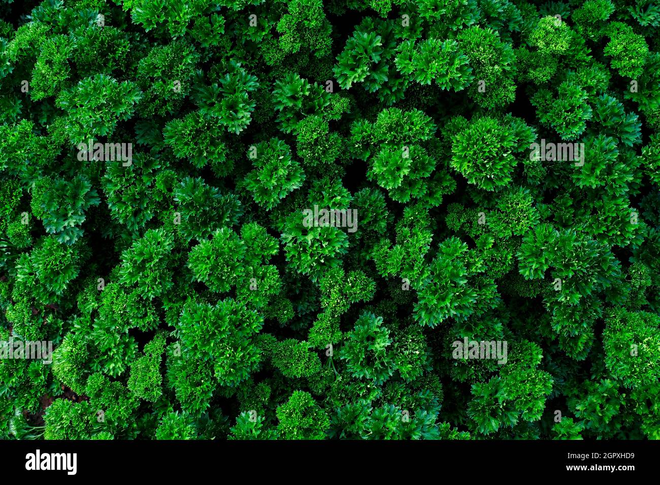 abstract backdrop or fresh green leaves texture background, monsoon ...