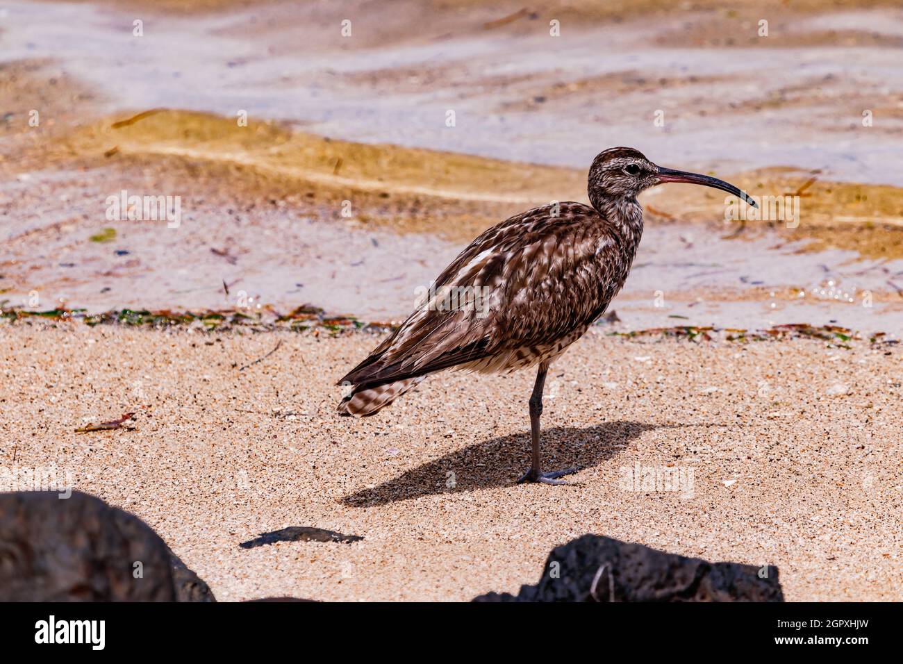 Long Distance Migrants High Resolution Stock Photography and Images - Alamy