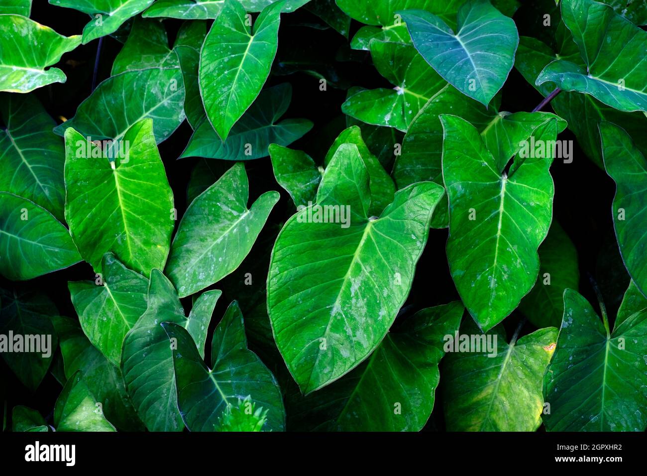 abstract backdrop or fresh green leaves texture background, monsoon ...